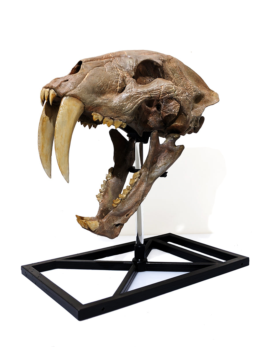 Machairodus skull (Sabertooth cat) – Forma Fossilis