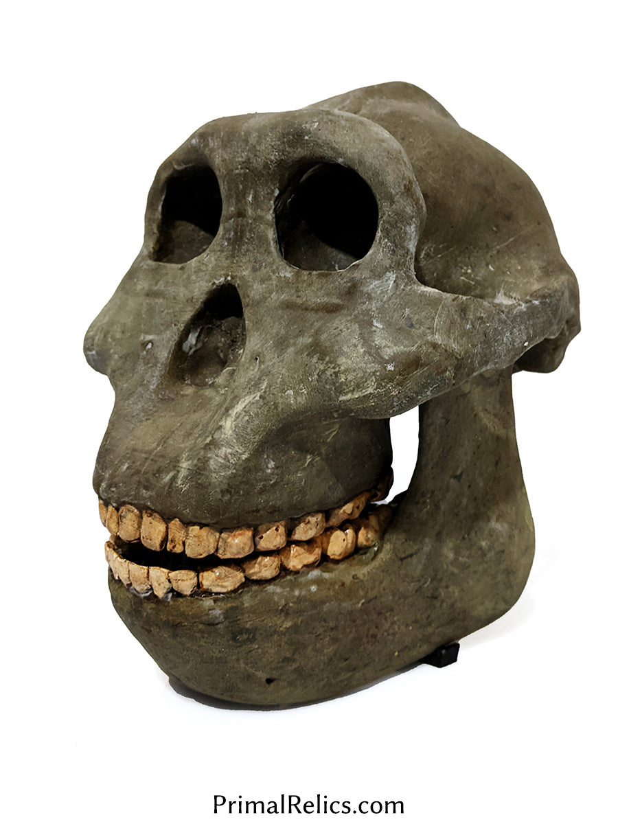 Paranthropus boisei skull – Forma Fossilis